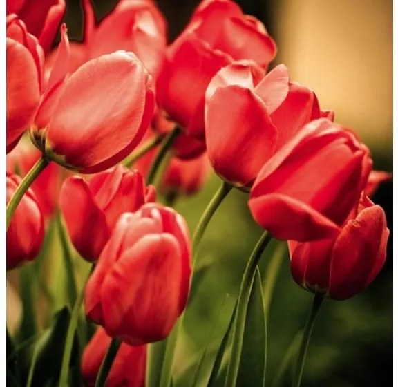 FL-170-004 Samolepicí fototapety na podlahu Červené tulipány | 170 x 170 cm