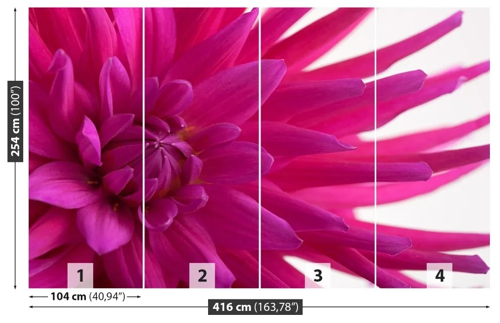 Fototapeta Dahlia Pink 104x70