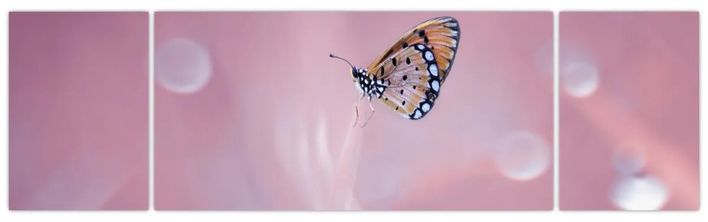 Obraz - Motýlek (170x50 cm)