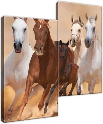 Tištěný obraz Cválající koně 60x60cm 1135A_2J