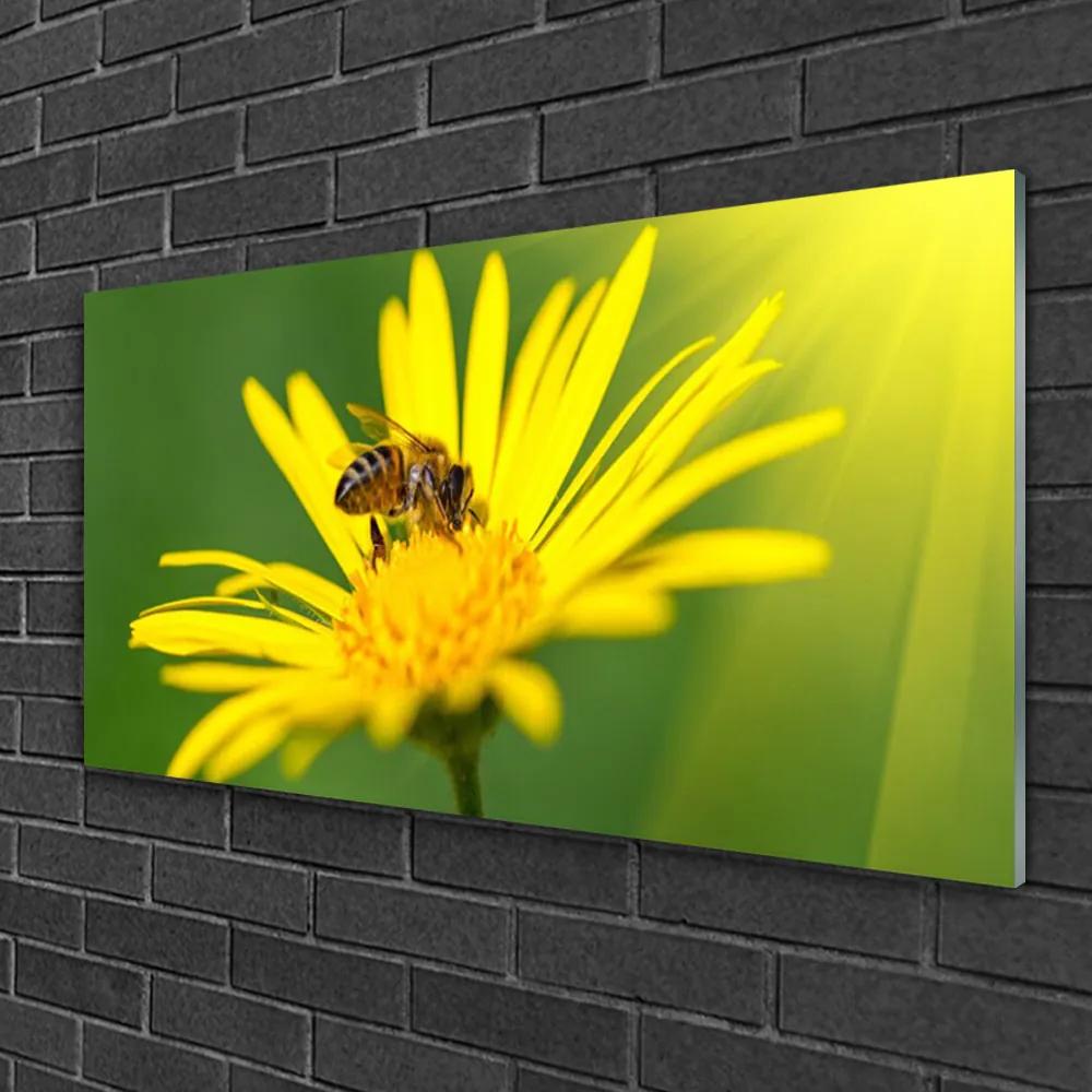 Obraz na skle Vosa Květ Rostlina Příroda 140x70 cm