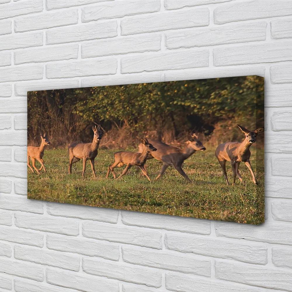 Obrazy na plátně Deer Golf svítání 100x50 cm