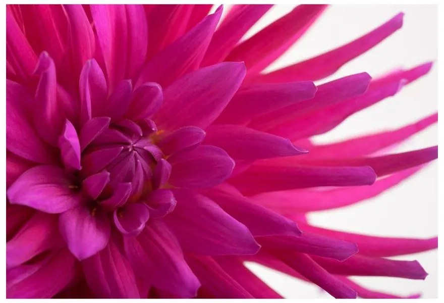 Fototapeta Dahlia Pink 104x70