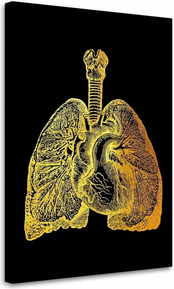 Obraz na plátně, Zlatá anatomie 80x120