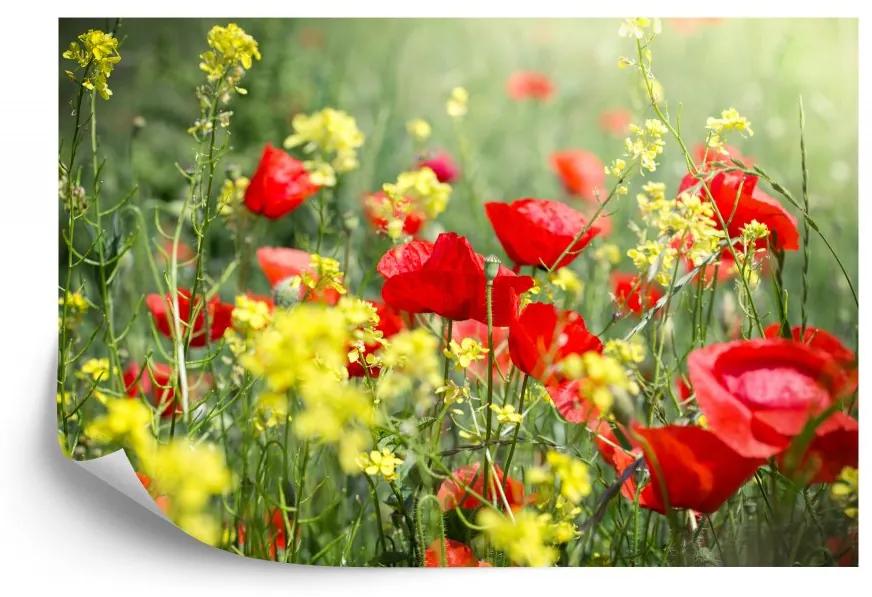 Fototapeta Poppies Meadow Hladký vinyl 135x90