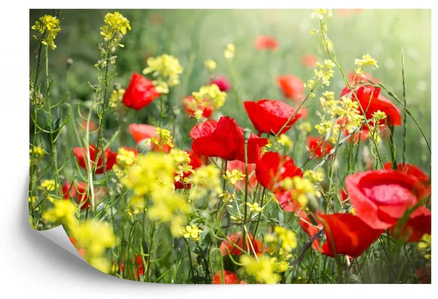 Fototapeta Poppies Meadow Hladký vinyl 152.5x104