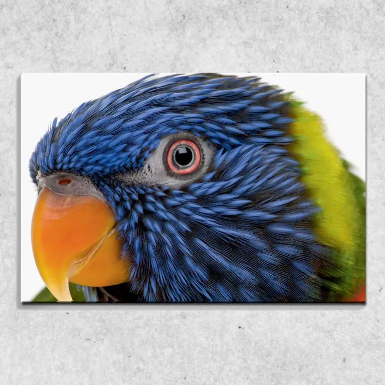 Foto na plátně Barevný papoušek 90x60 cm