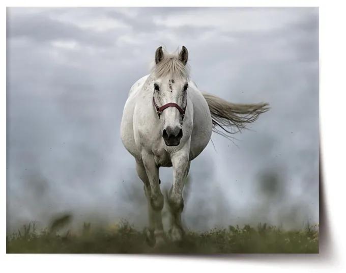 Plakát - Bílý kůň 3 120x80 cm