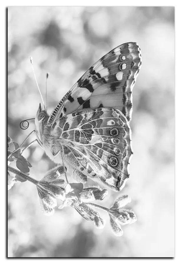 Obraz na plátně - Motýl na levandule - obdélník 7221QA (120x80 cm)