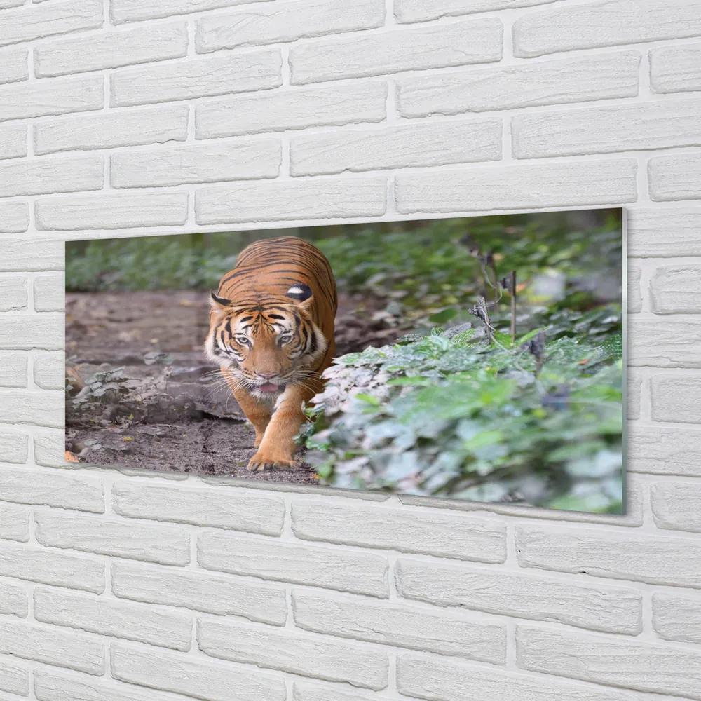 akrylový obraz Tiger Woods 120x60 cm