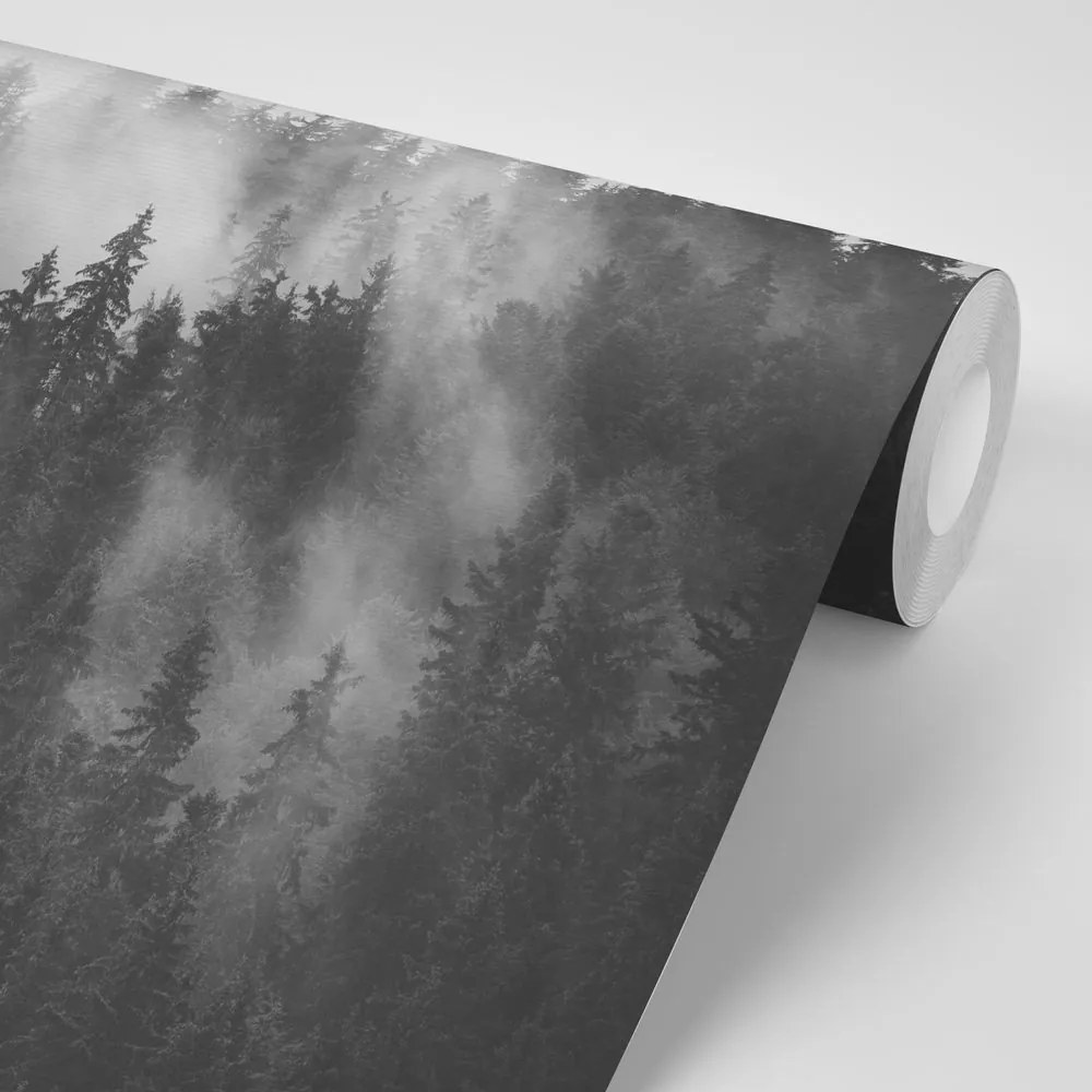 Fototapeta les v černobílé mlze