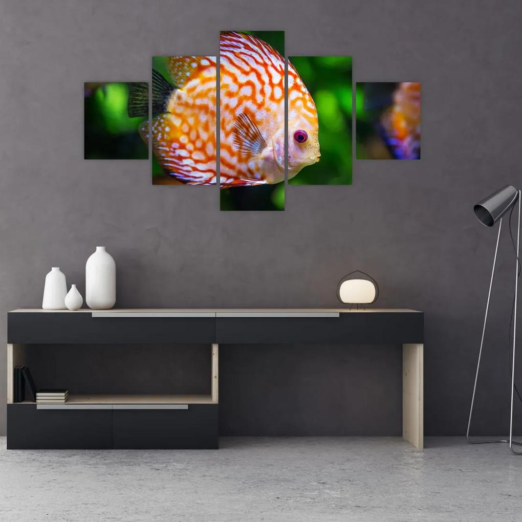 Obraz ryby (125x70 cm)