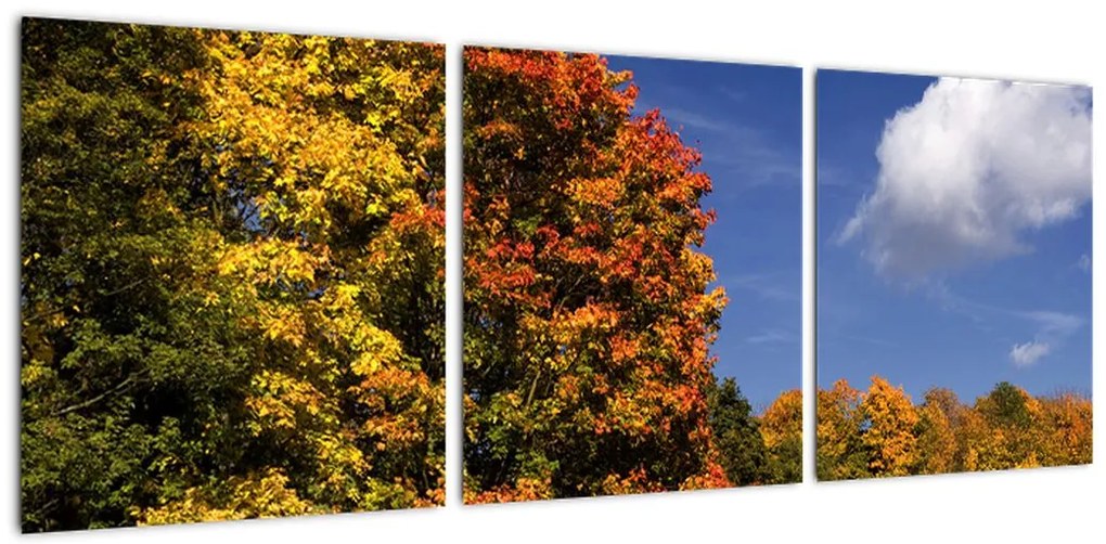 Podzimní stromy - obraz do bytu
