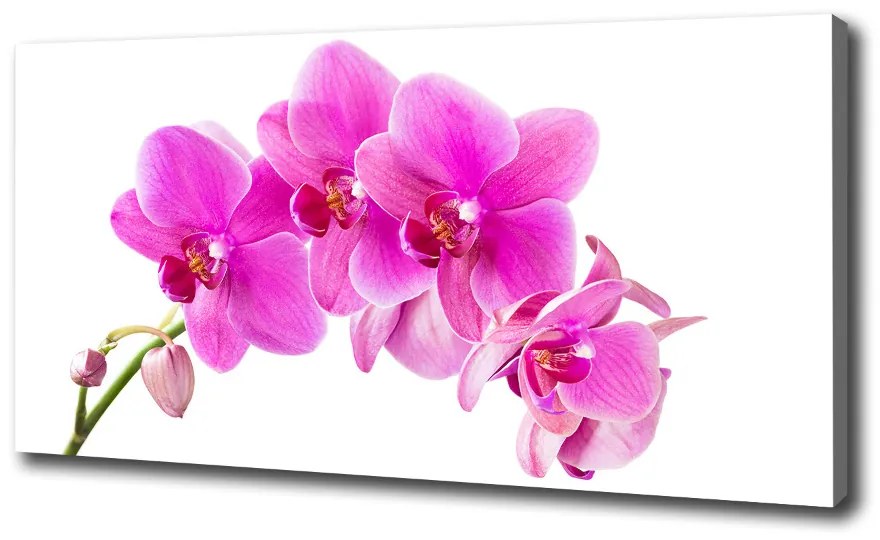 Wallmuralia Foto obraz na plátně Růžová orchidej 100x50