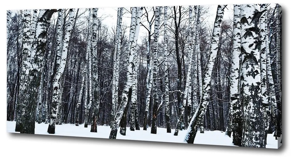 Wallmuralia Foto obraz na plátně Břízy zima 125x50 cm