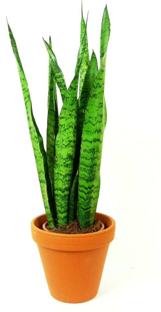 Sansevieria zeylanica, průměr 12 cm