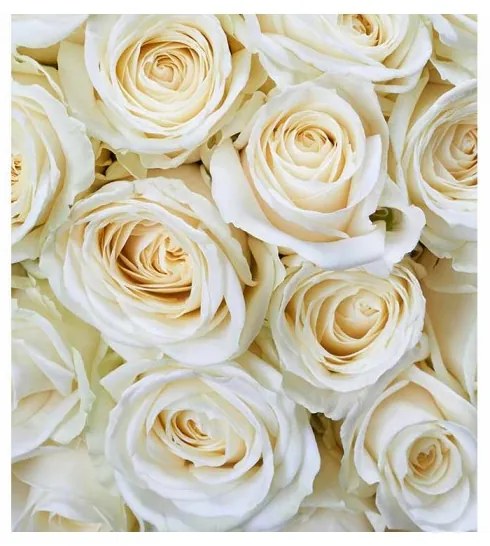 DIMEX | Vliesová fototapeta na zeď Bílé růže MS-3-0137 | 225 x 250 cm | bílá, krémová