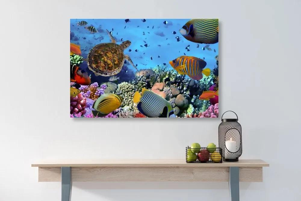 Obraz podmořský svět - 120x80 cm