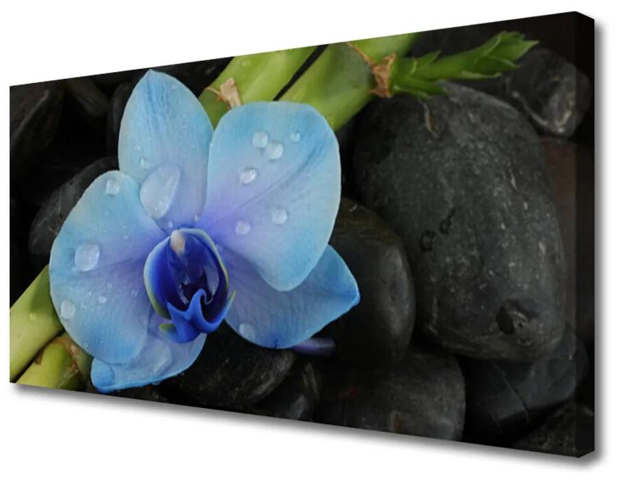 Obraz na plátně Květ Kameny Rostlina 120x60 cm