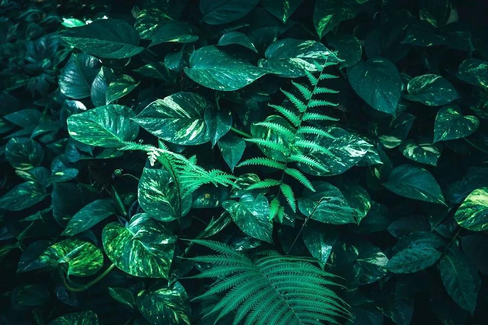 Samolepící fototapeta svěží tropické listy - 150x100 cm