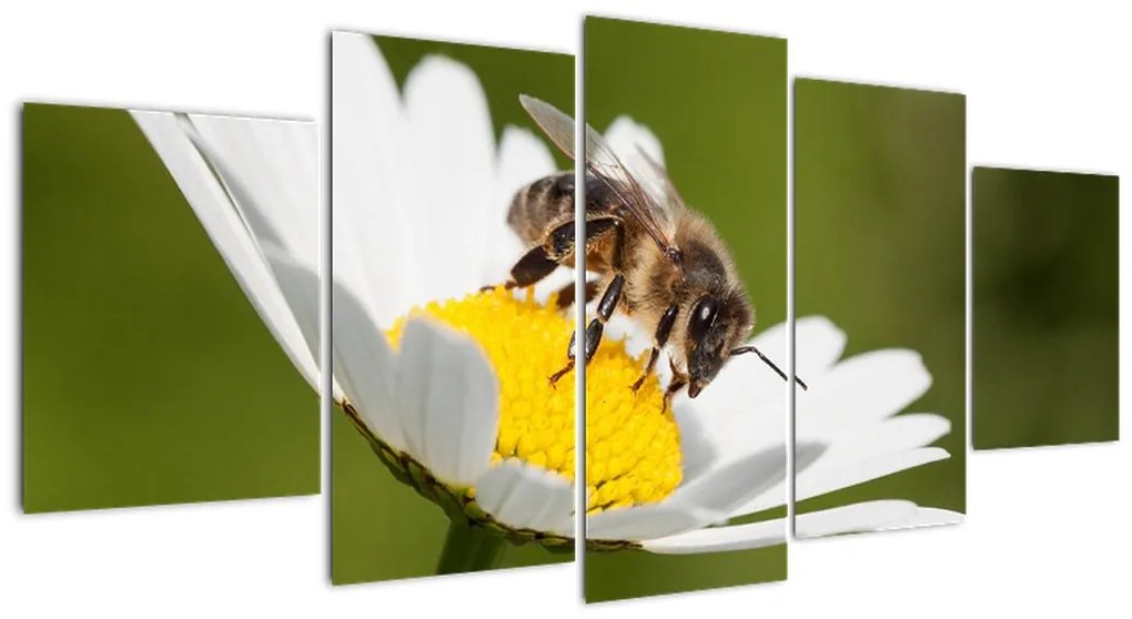 Včela na sedmikrásce - obraz