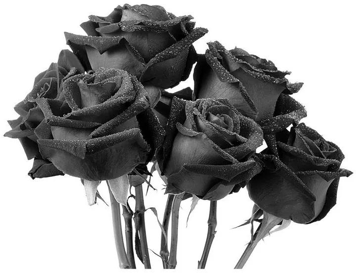 Fototapeta Černé růže 104x70