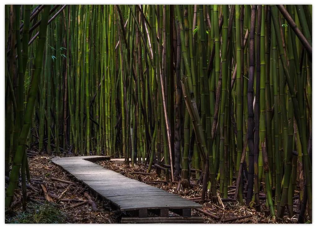 Obraz - Mezi bambusy (70x50 cm)