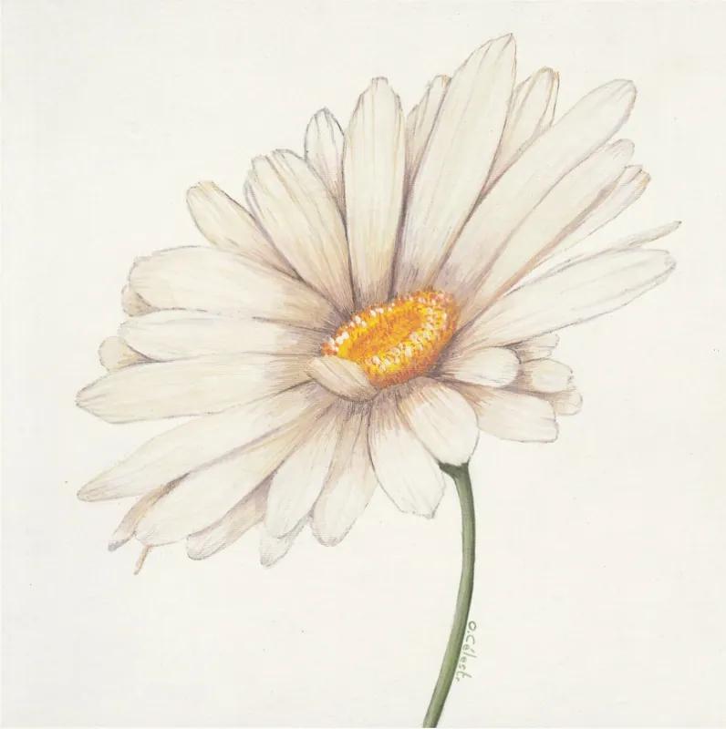 ART-STYLE Obrázek 18x18, kopretina, rám bílý s patinou