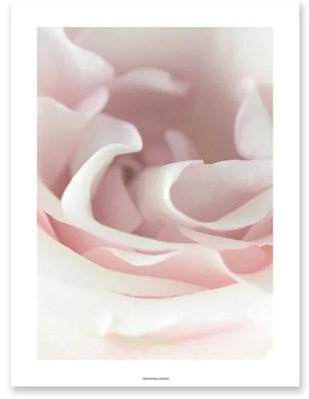 Fashionell Plakát Soft Rose 40x50cm