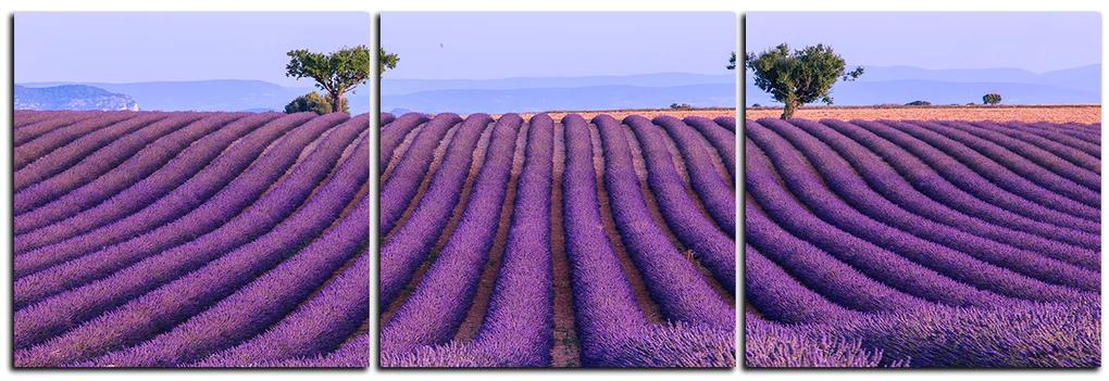 Obraz na plátně - Levandulové pole v létě - panoráma 5234B (150x50 cm)