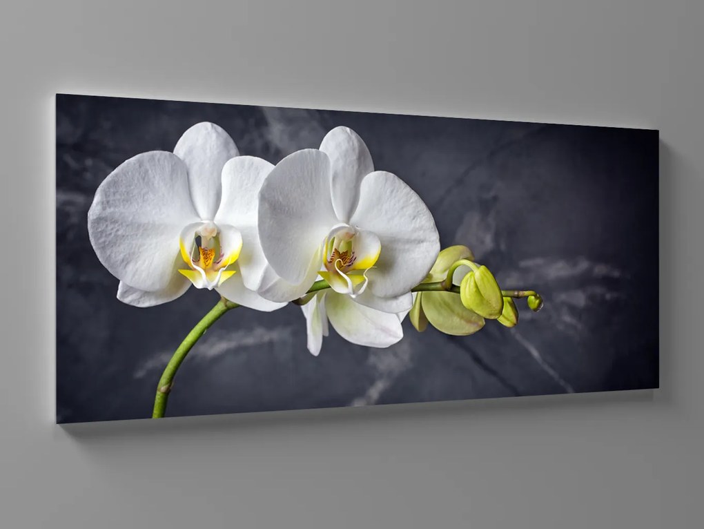 Bílá orchidej na černém pozadí Rozměr: 60 x 25 cm