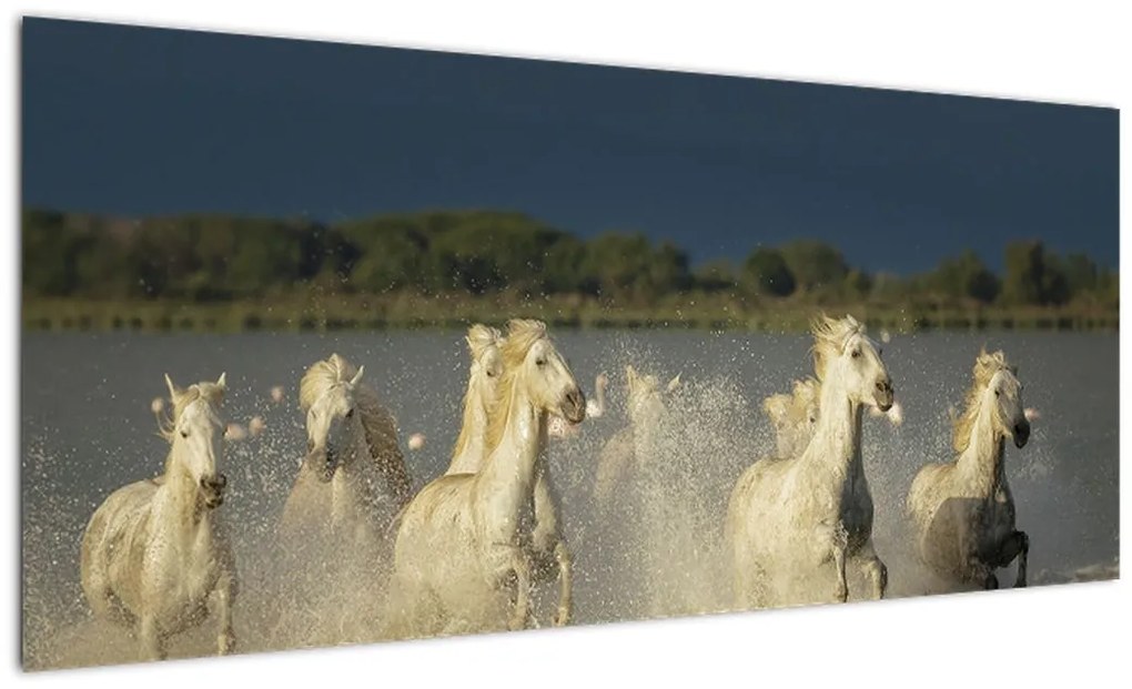 Cválající koně, obraz (100x40cm)