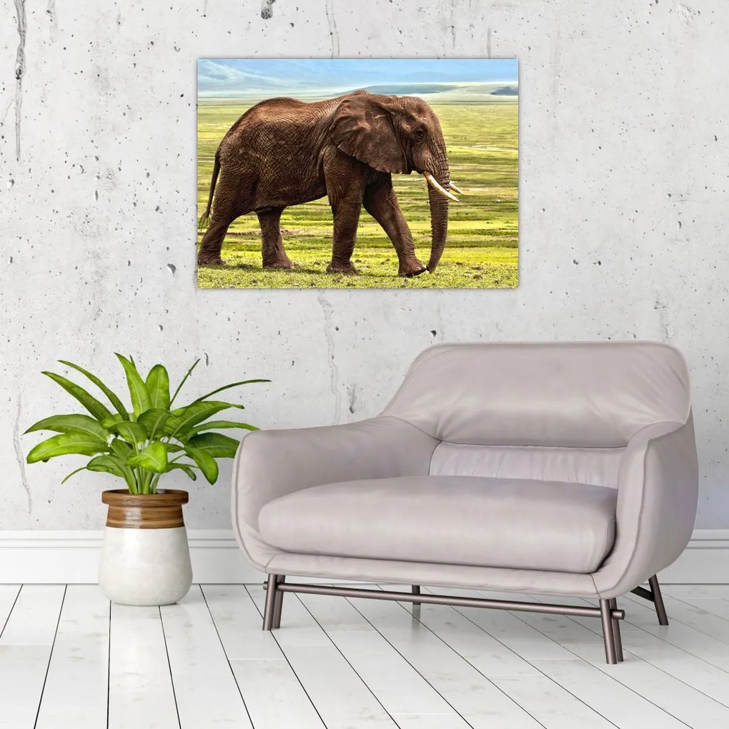 Skleněný obraz slona (70x50 cm)