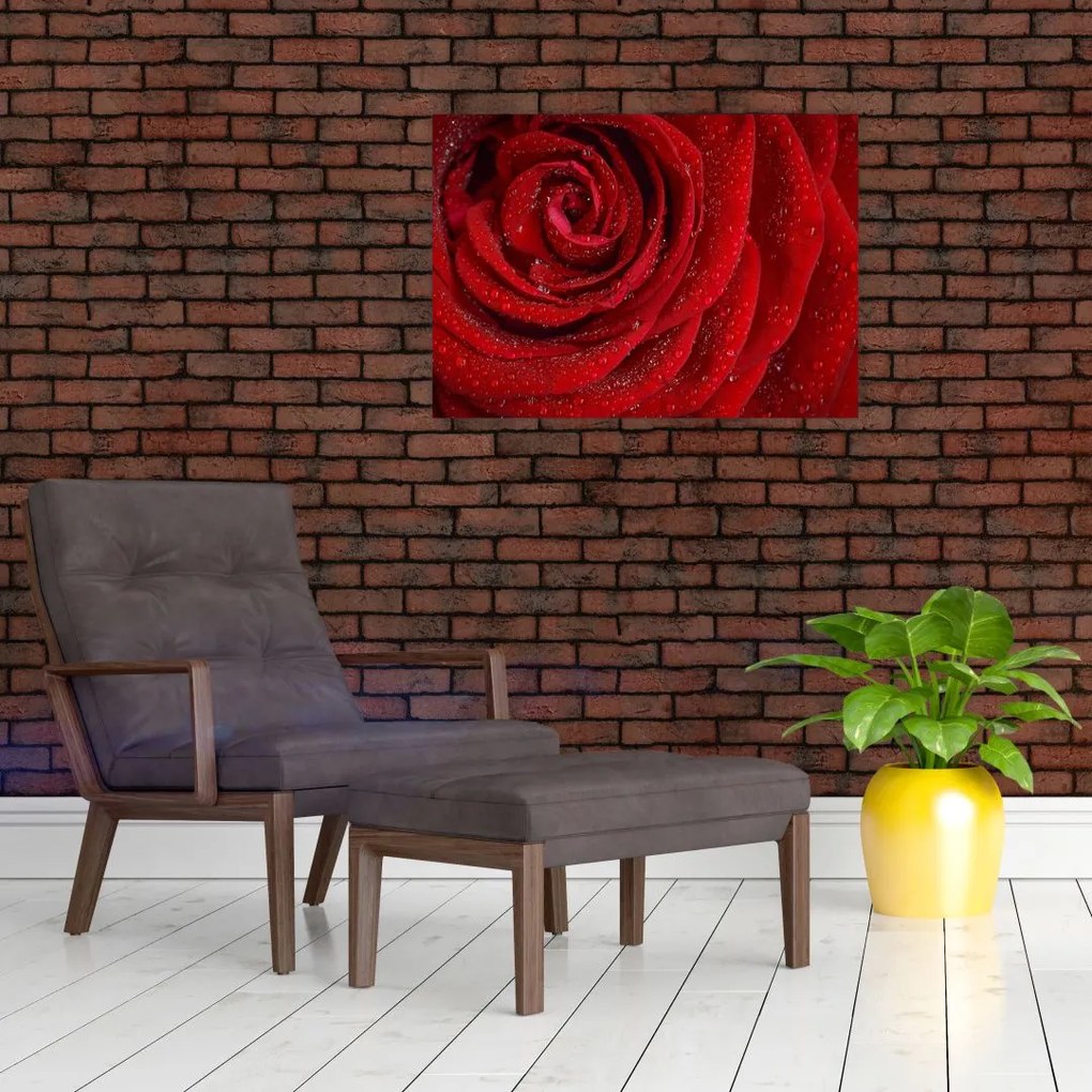 Skleněný obraz - detail růže (70x50 cm)