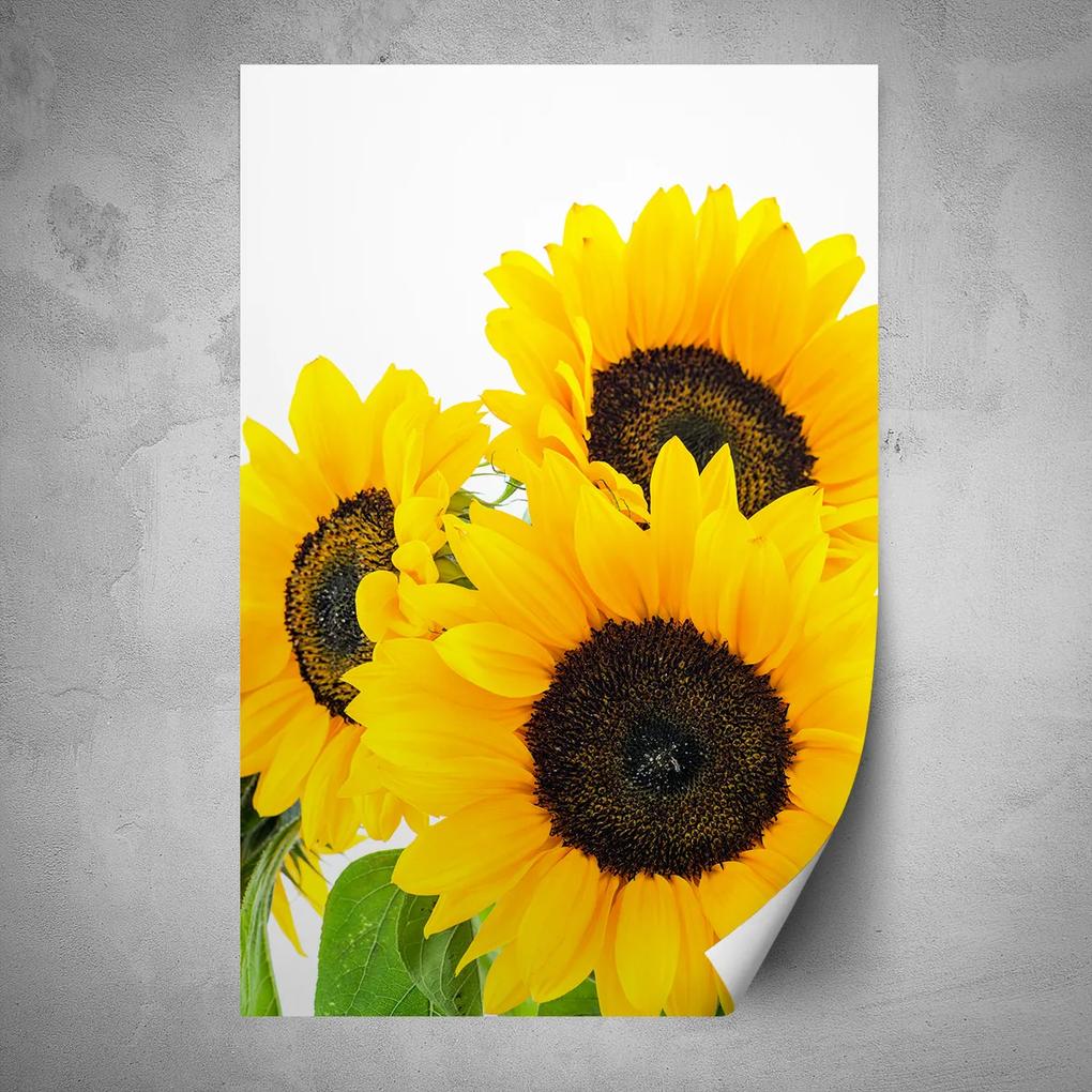 Plakát - Slunečnice na bílém podkladu (80x120 cm) - PopyDesign