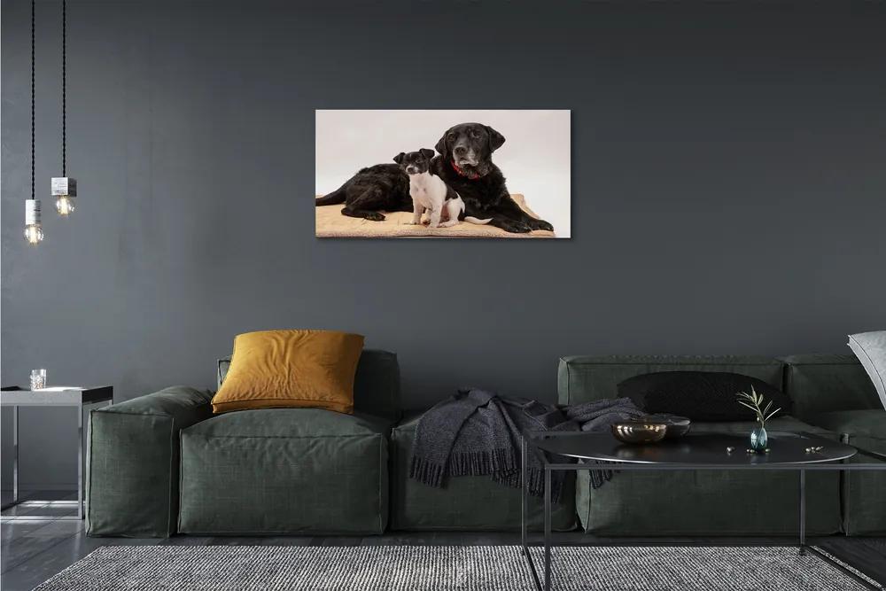 Obrazy na plátně ležící psi 100x50 cm