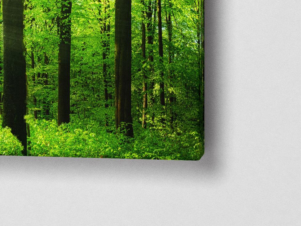 Liox Obraz prosluněný zelený les Rozměr: 200 x 80 cm