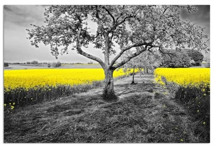 Obraz CARO - Yellow Rapeseed 40x30 cm