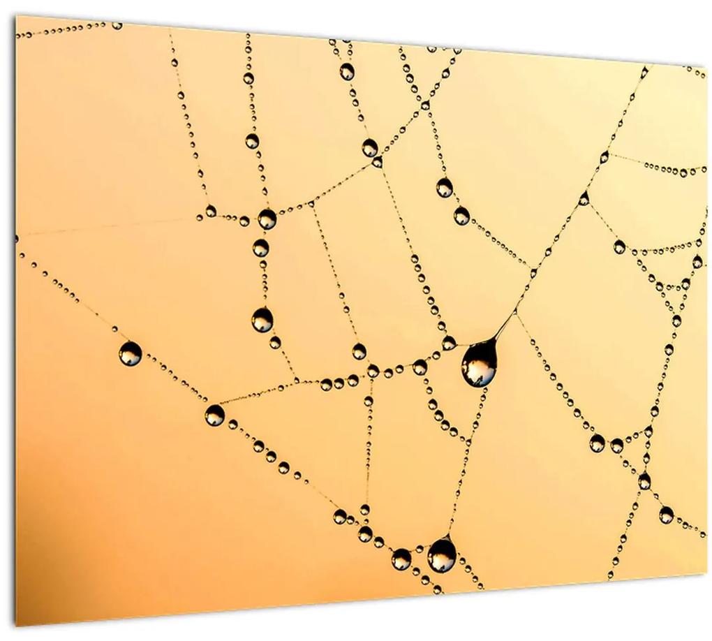 Obraz orosené pavučiny (70x50 cm)