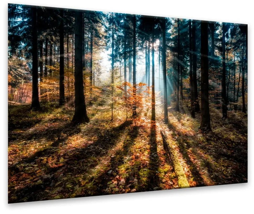 Obraz Styler Glasspik Autumn Sunset, 70 x 100 cm