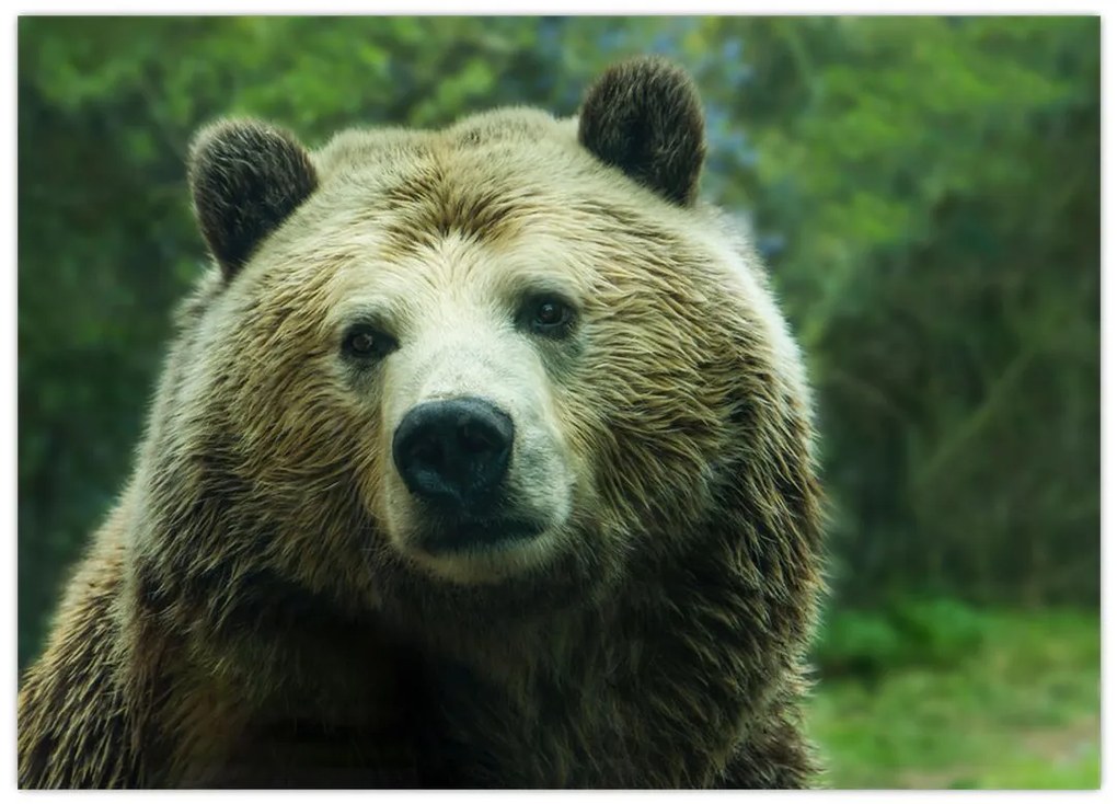 Skleněný obraz medvěda (70x50 cm)