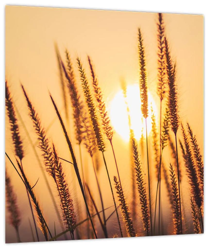 Obraz - Traviny ve slunci (30x30 cm)