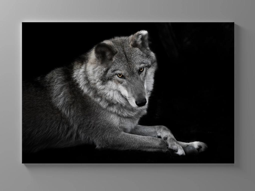 Liox Černobílý obraz vlk Rozměr: 90 x 60 cm