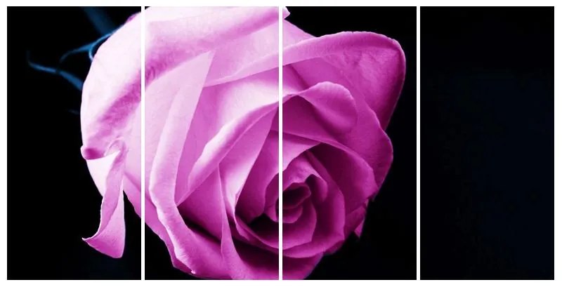 Obraz růžové růže  (160x80 cm), 40 dalších rozměrů