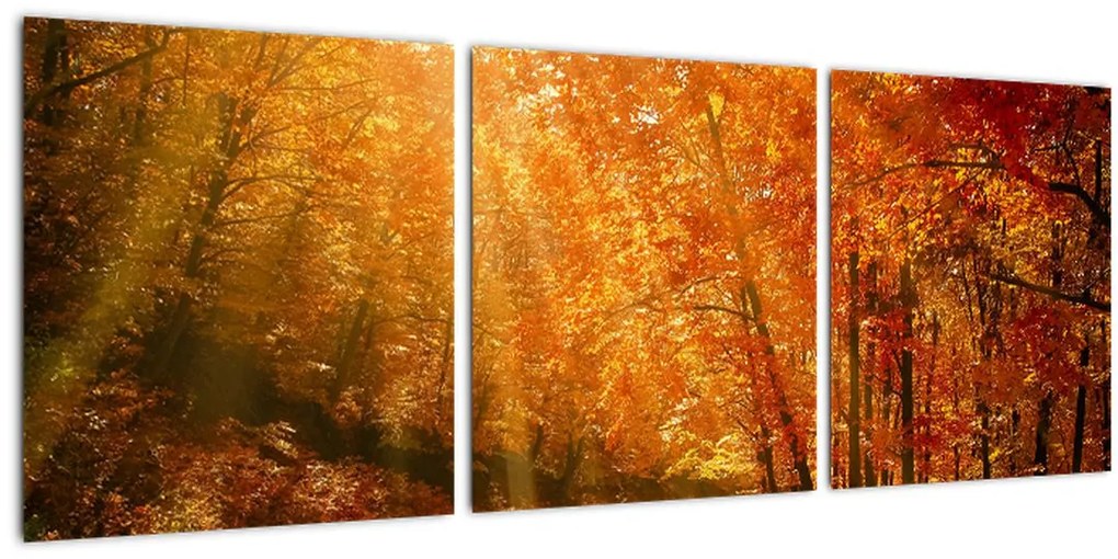 Obraz podzimního lesa (90x30 cm), 40 dalších rozměrů
