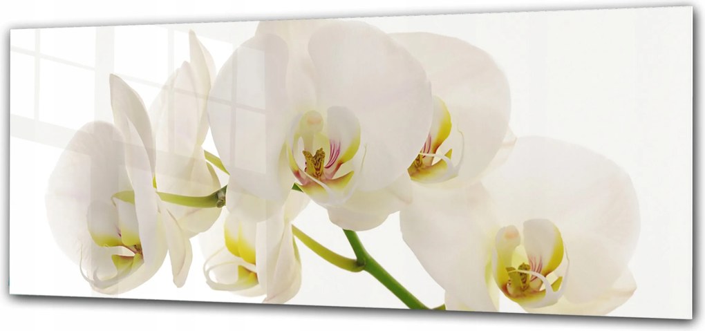 sklo grafika, skleněný obraz, orchidej 100x40