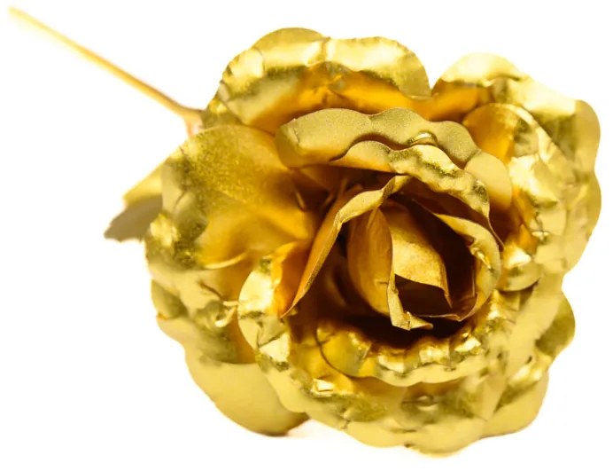 Věčná růže se zlatým stonkem SIF, zlatá