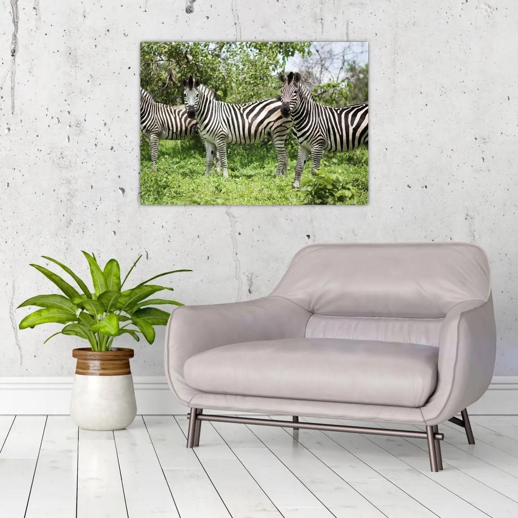 Skleněný obraz s zebrami (70x50 cm)