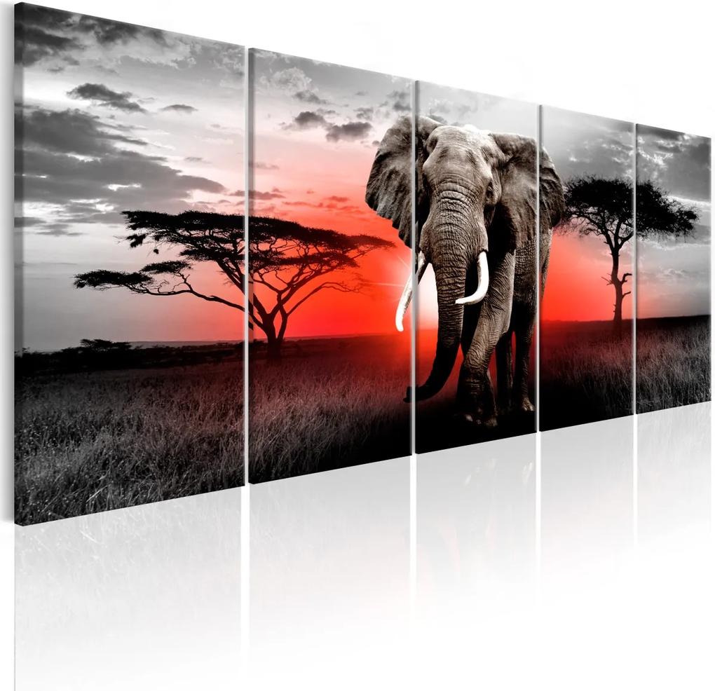 Pětidílný obraz slon Red + háčky a hřebíčky ZDARMA Velikost (šířka x výška): 150x60 cm