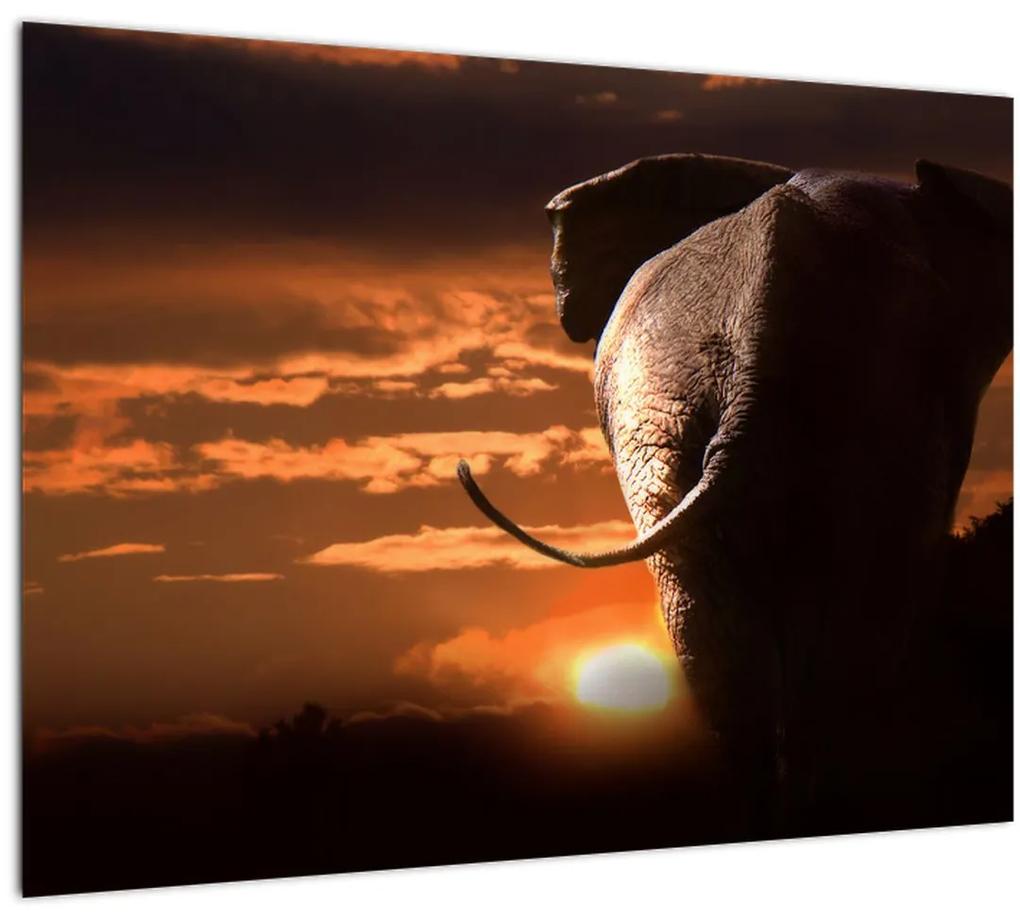Skleněný obraz slona (70x50 cm)